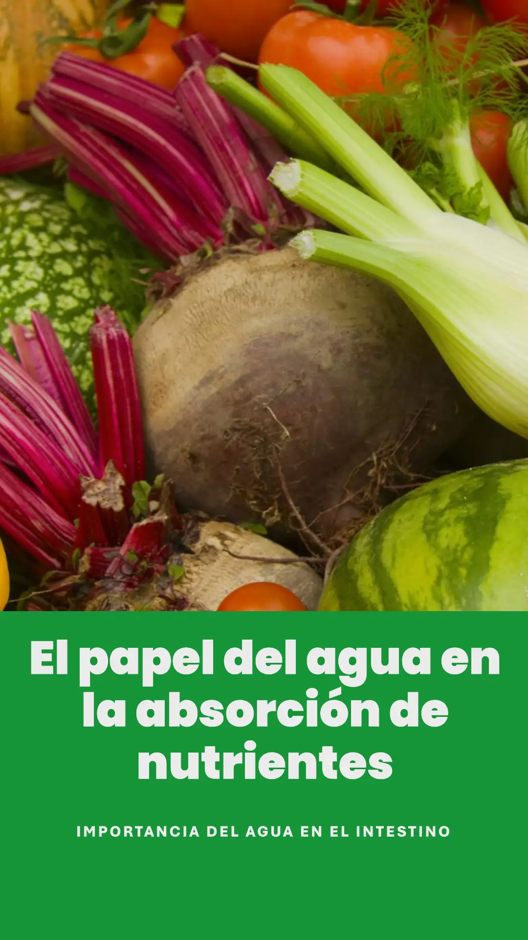 El Agua y su Impacto en la Digestión y el Metabolismo - Salud sostenible